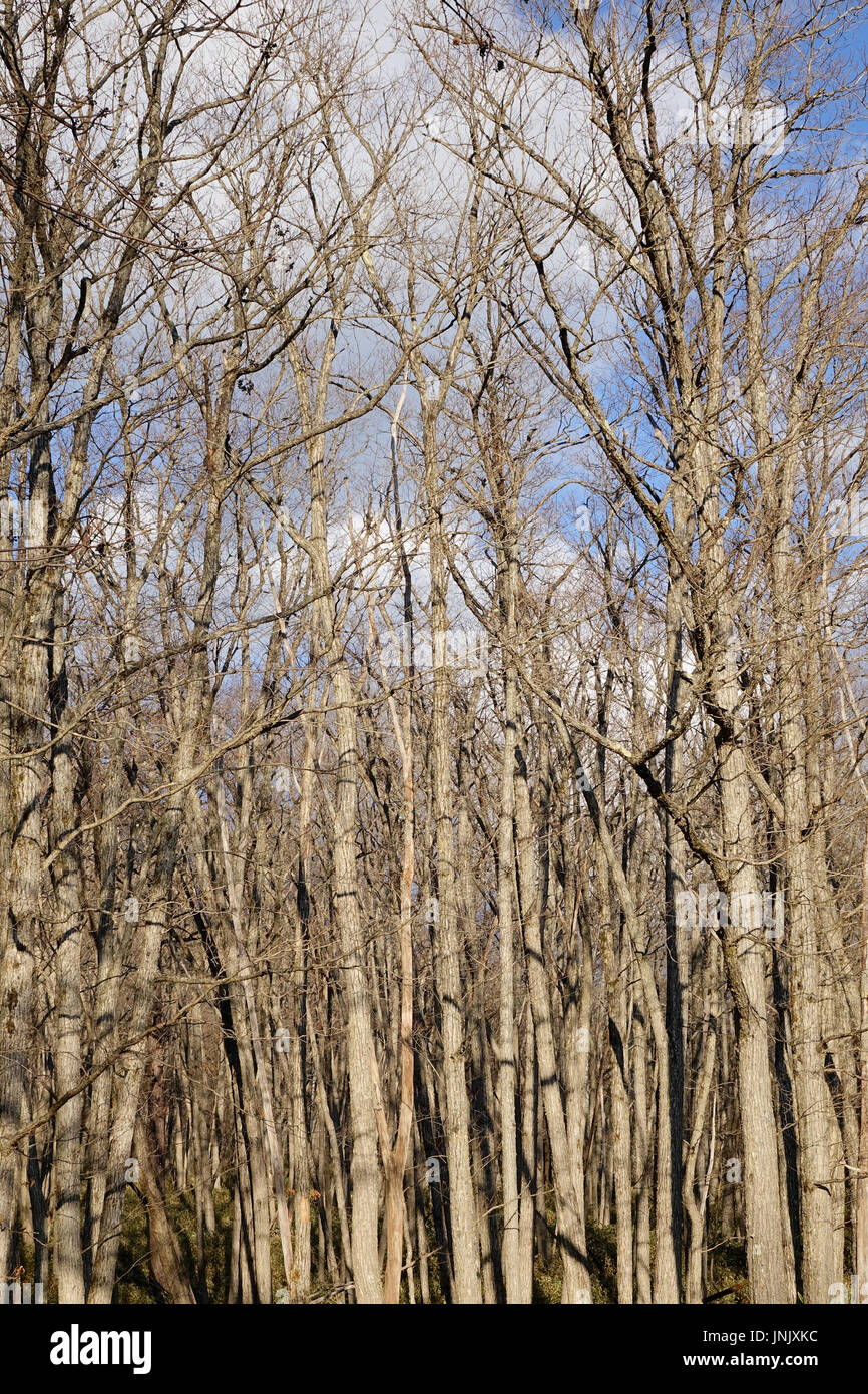 Pine tree at forest in winter in Nikko, Japan Stock Photo - Alamy