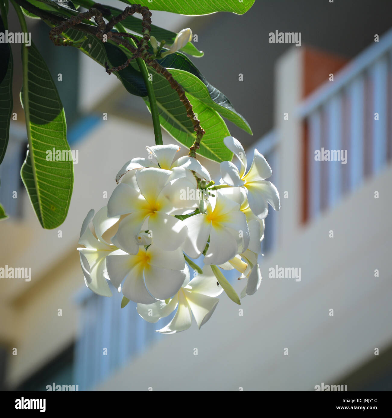 White and yellow Plumeria Frangipani flowers with leaves on the tree ...