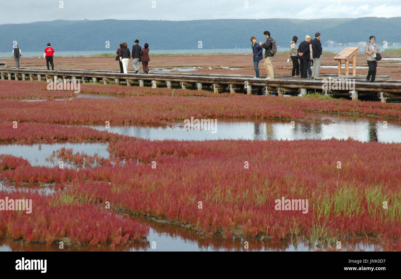 KUSHIRO, Japan - Tourists trek on a path through a carpet of ''akkesiso ...