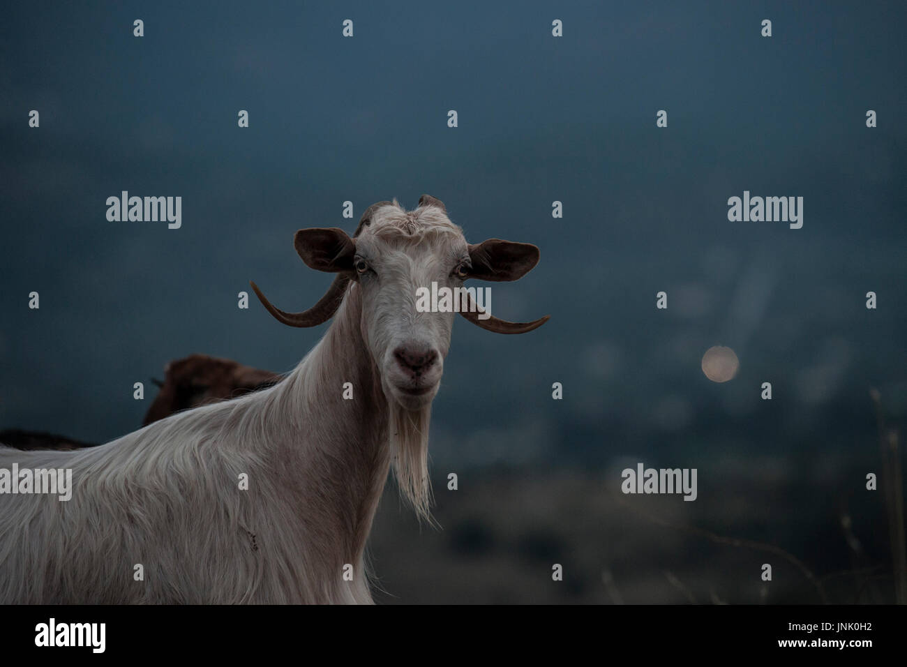 Goat staring at camera hi-res stock photography and images - Alamy