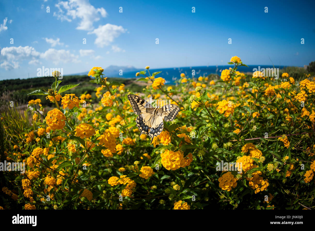A swallowtail butterfly in the countryside on a sunny day by the sea ...