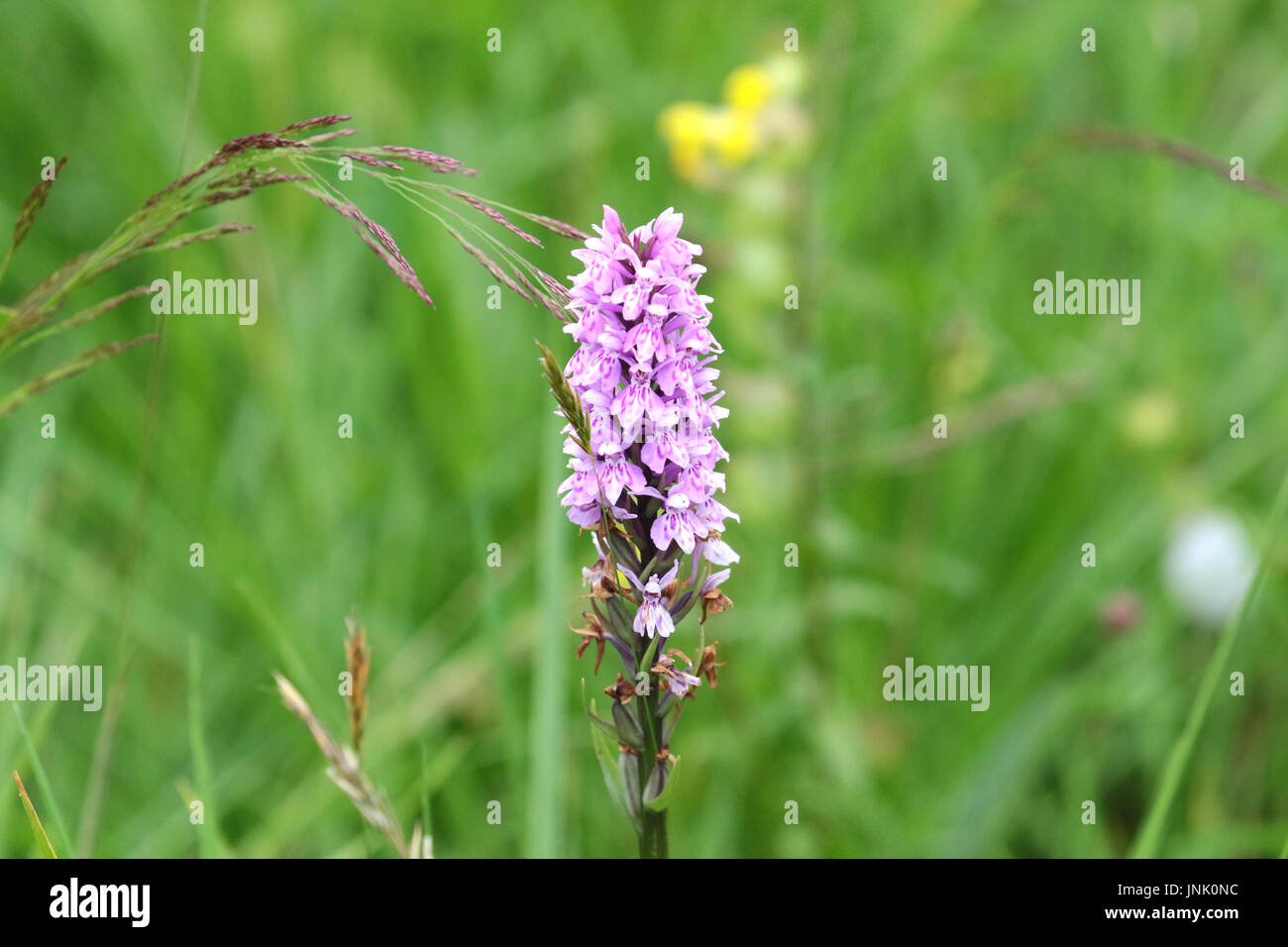 Wild orchids wales hi-res stock photography and images - Alamy