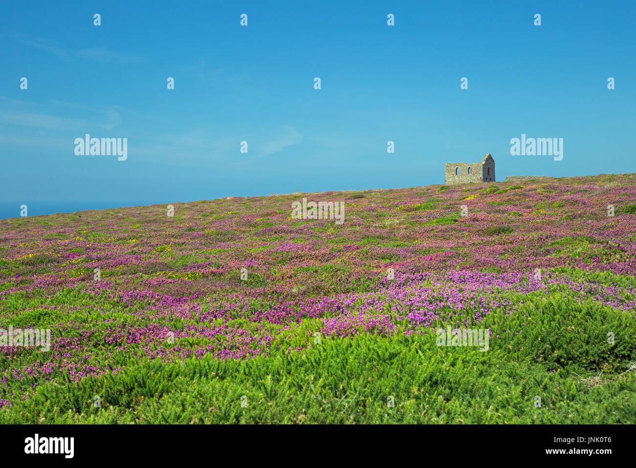Cornish heather landscape near the Atlantic Ocean Stock Photo - Alamy