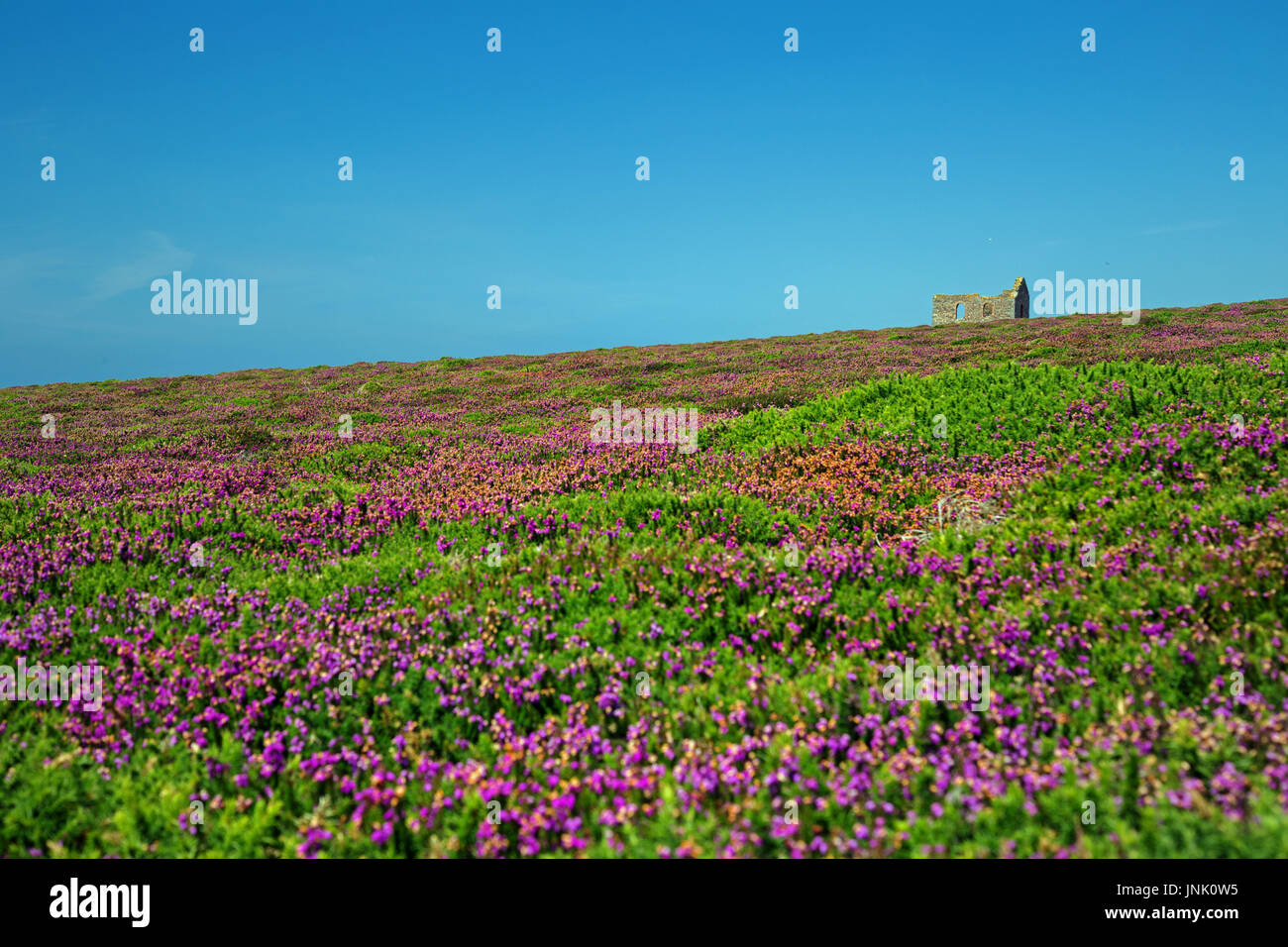 Cornish heather hi-res stock photography and images - Alamy