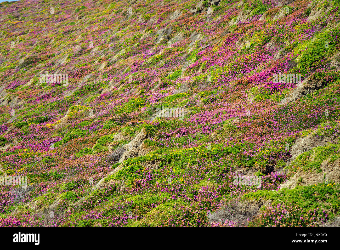 Heather Texture High Resolution Stock Photography and Images - Alamy