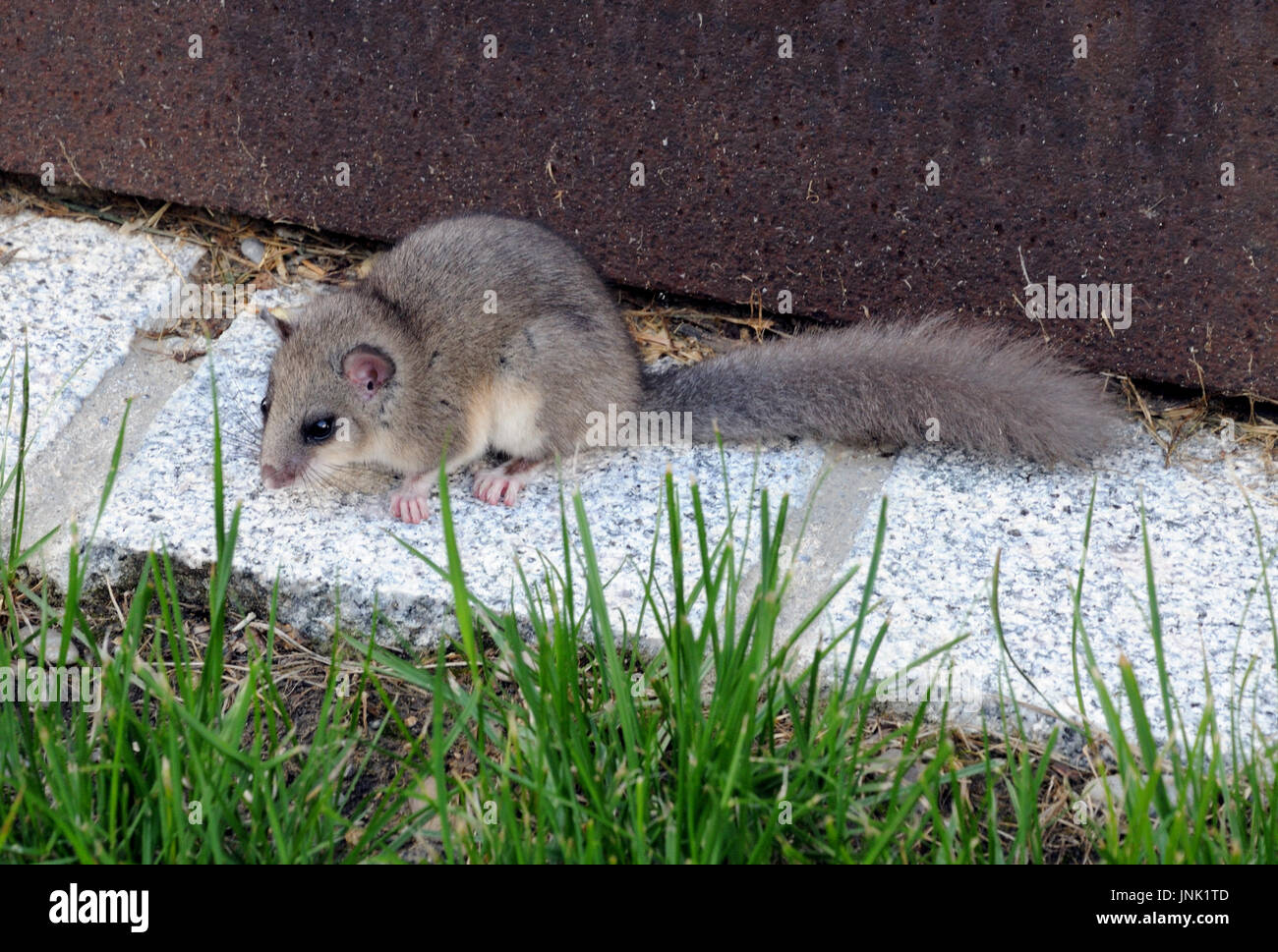 Edible dormouse tail hi-res stock photography and images - Alamy