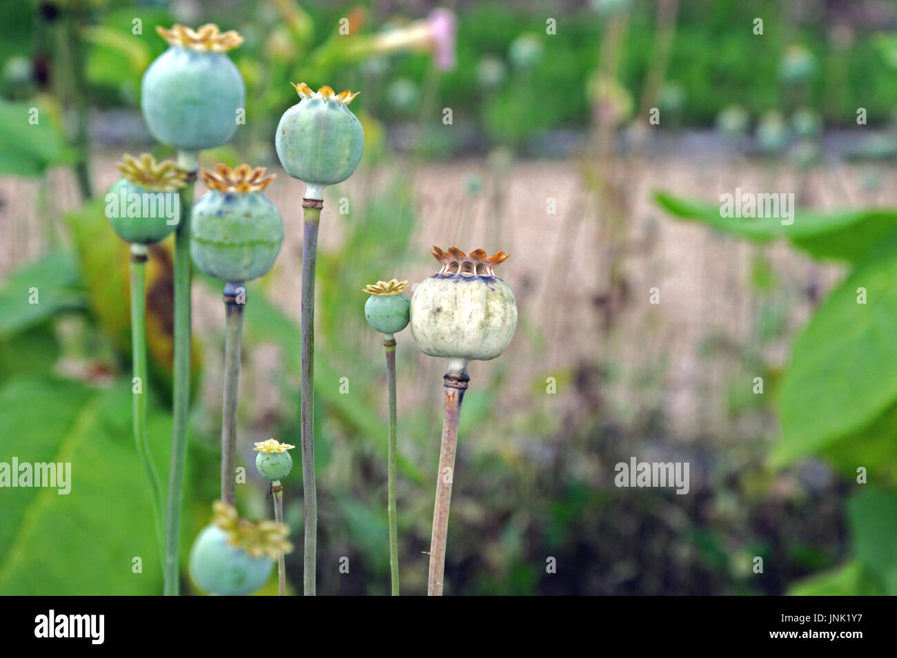 seed pods of opim poppy Stock Photo - Alamy