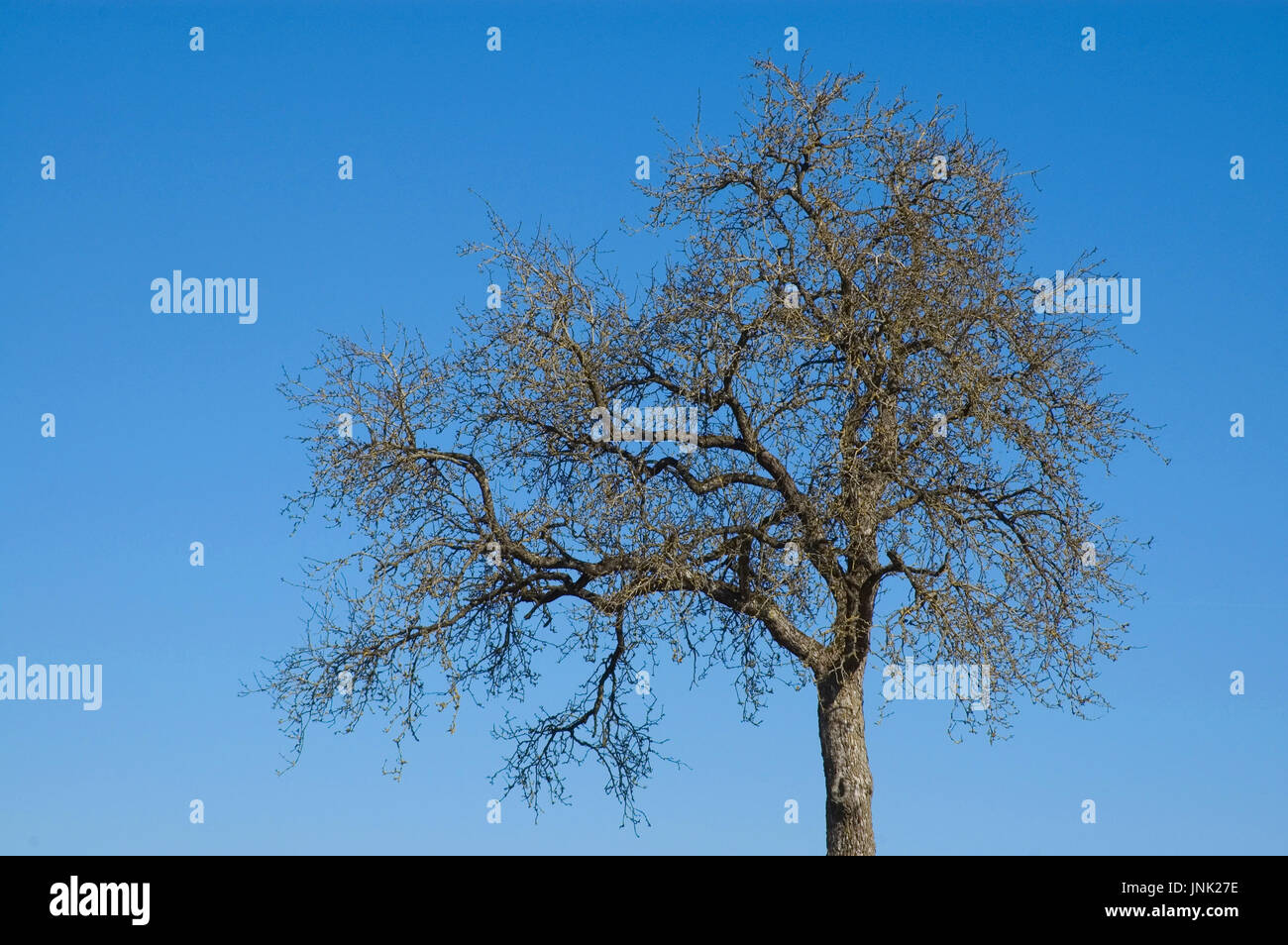 leafless apple tree Stock Photo - Alamy