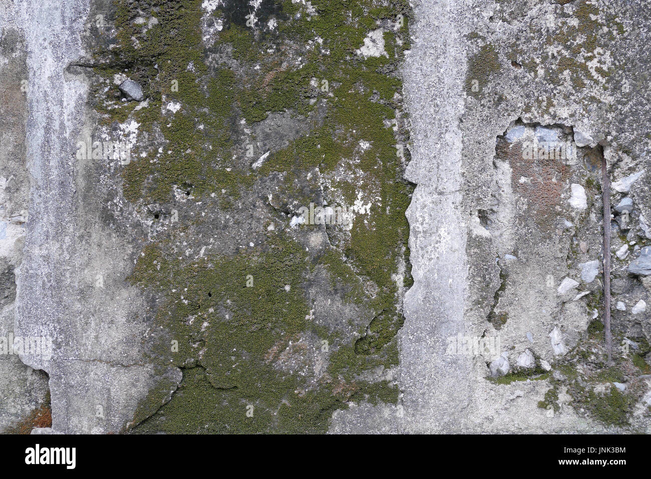 concrete wall with grunge texture and moss green algae , texture ...
