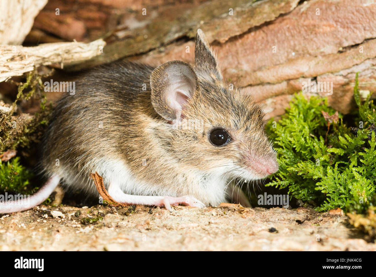 A wood mouse in a studio shot Stock Photo - Alamy