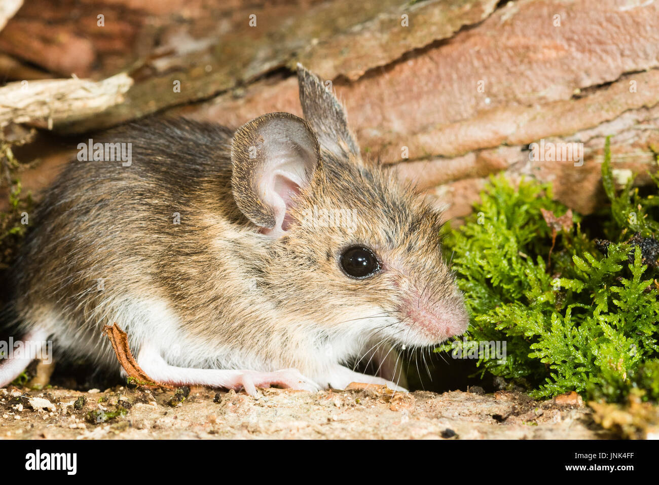 A wood mouse in a studio shot Stock Photo - Alamy