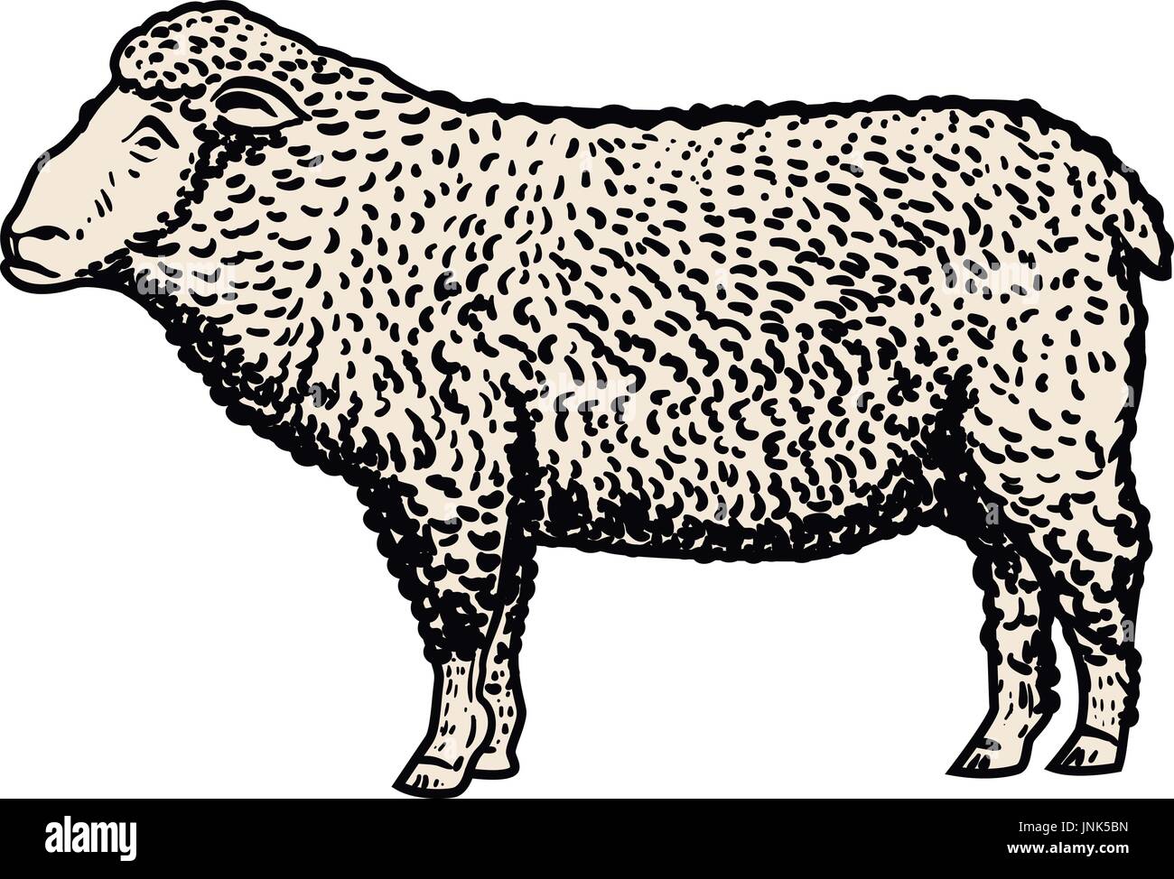 Sheep illustration isolated on white background. Design element for ...