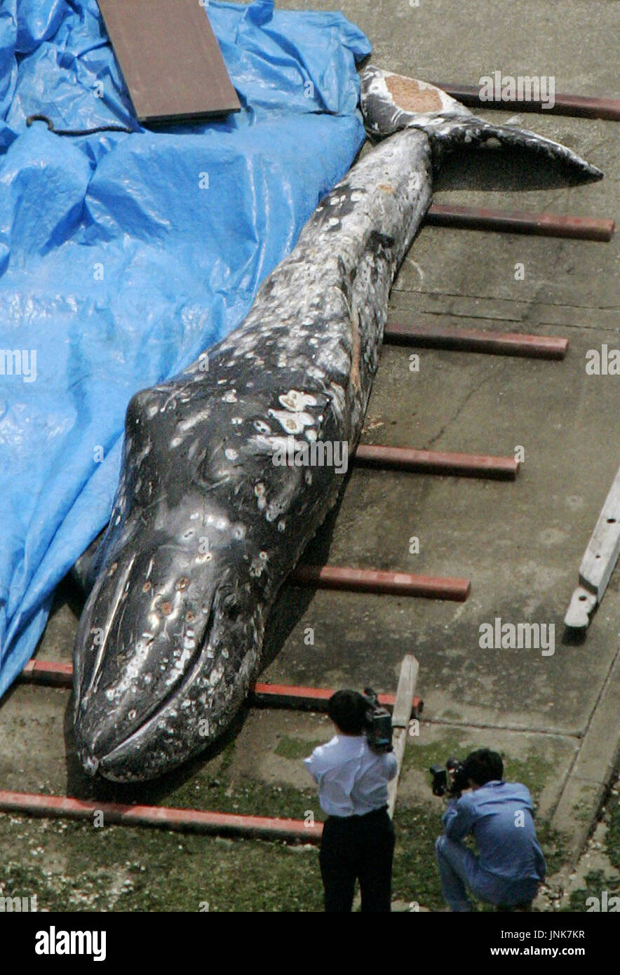 TOKYO, Japan - A gray whale presumed the one that appeared in Tokyo Bay ...