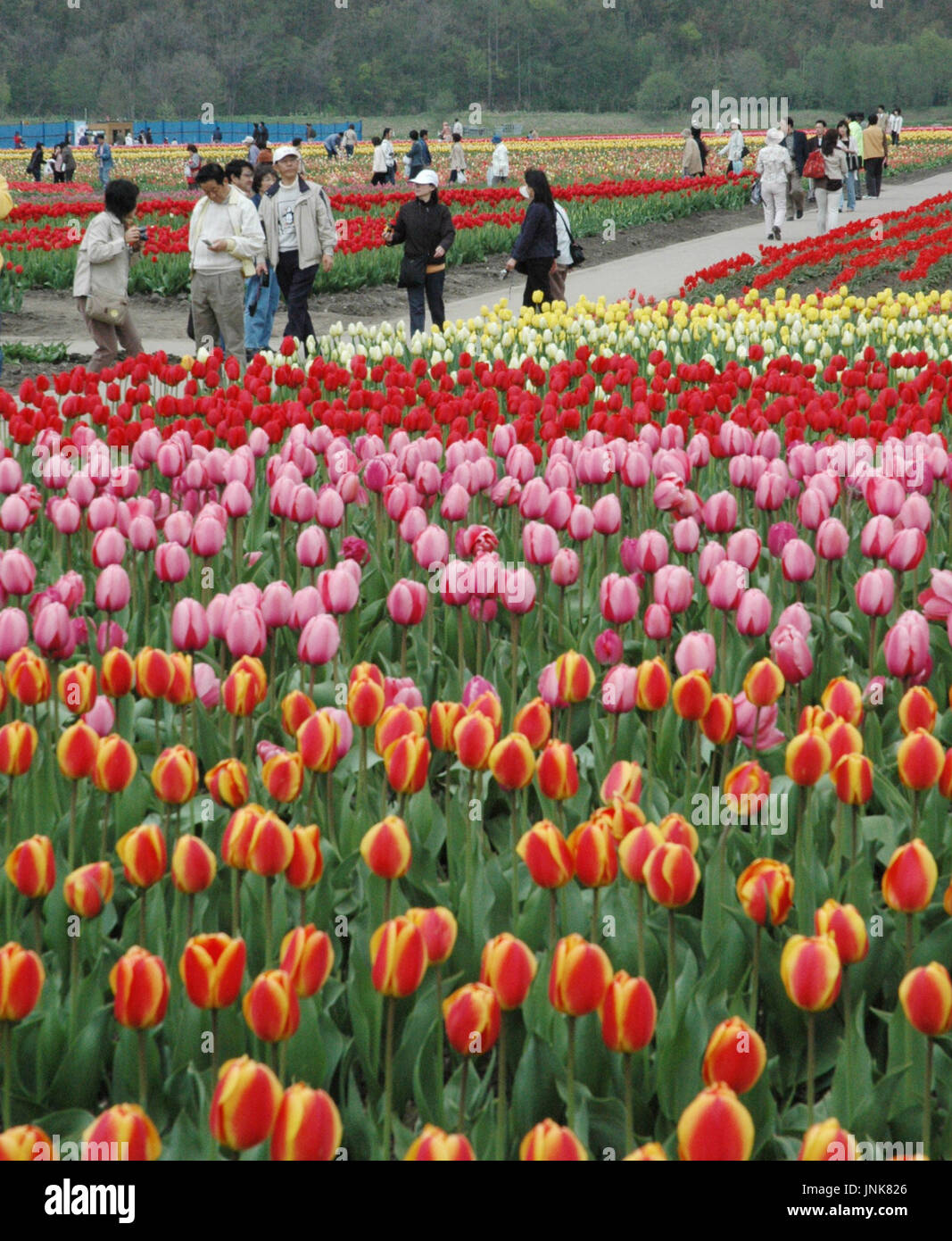 KAMIYUBETSU, Japan - Tulips are in full bloom at a tulip park in ...