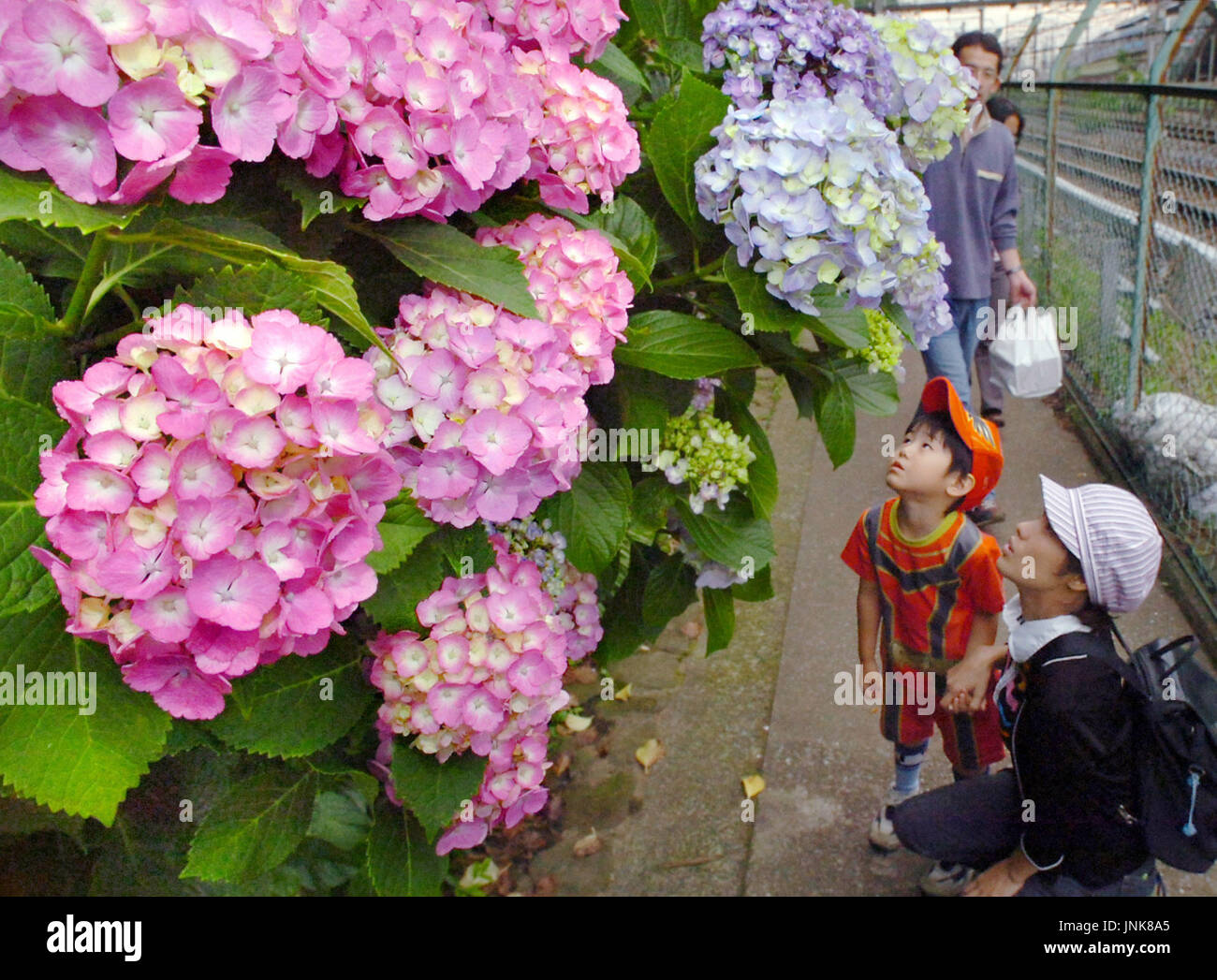 TOKYO, Japan - Hydrangeas are in full bloom at Asukayama Park in Tokyo ...