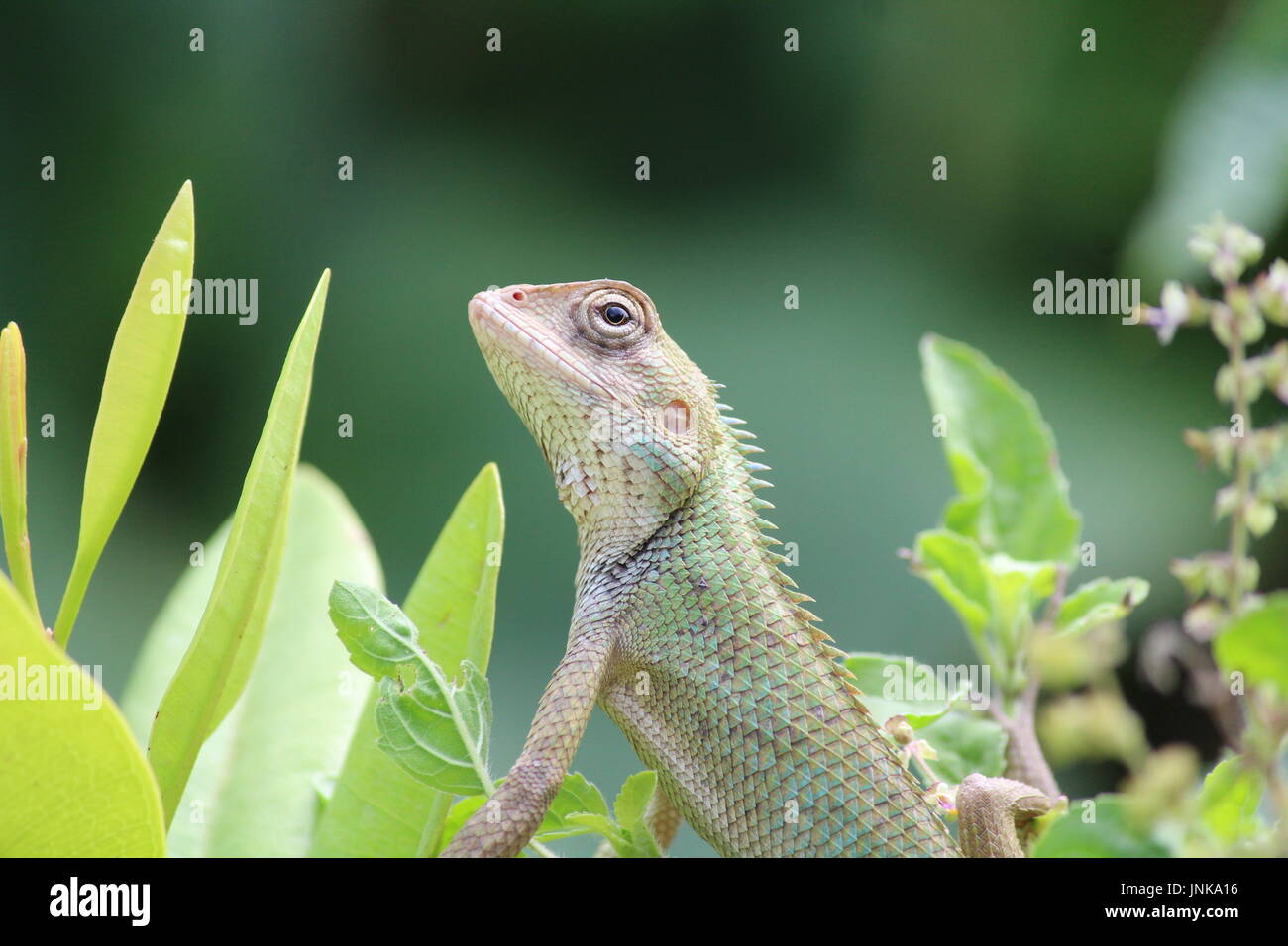 Lizard taking sunbath Stock Photo - Alamy