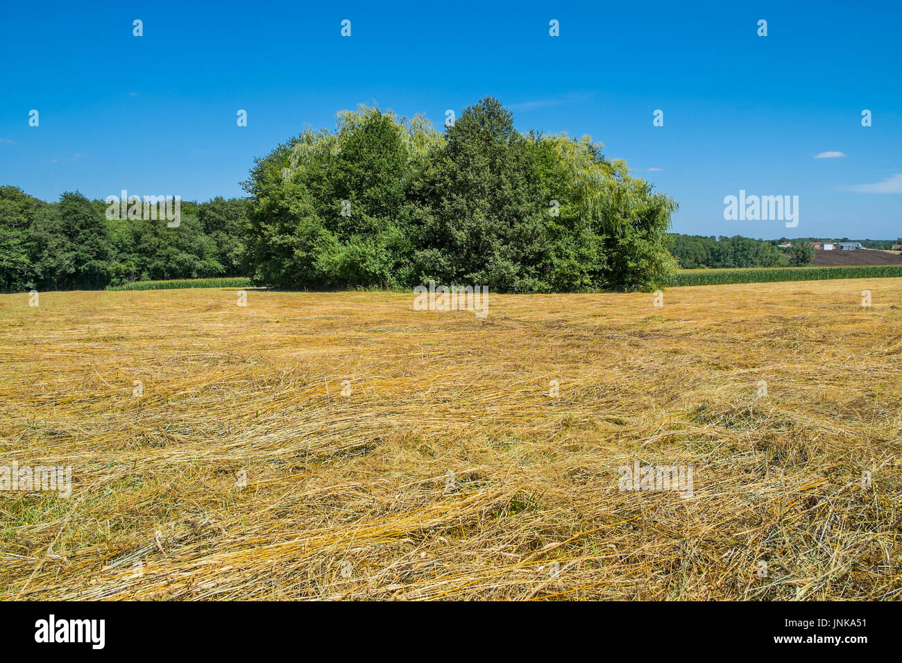 Cut straw field hi-res stock photography and images - Alamy