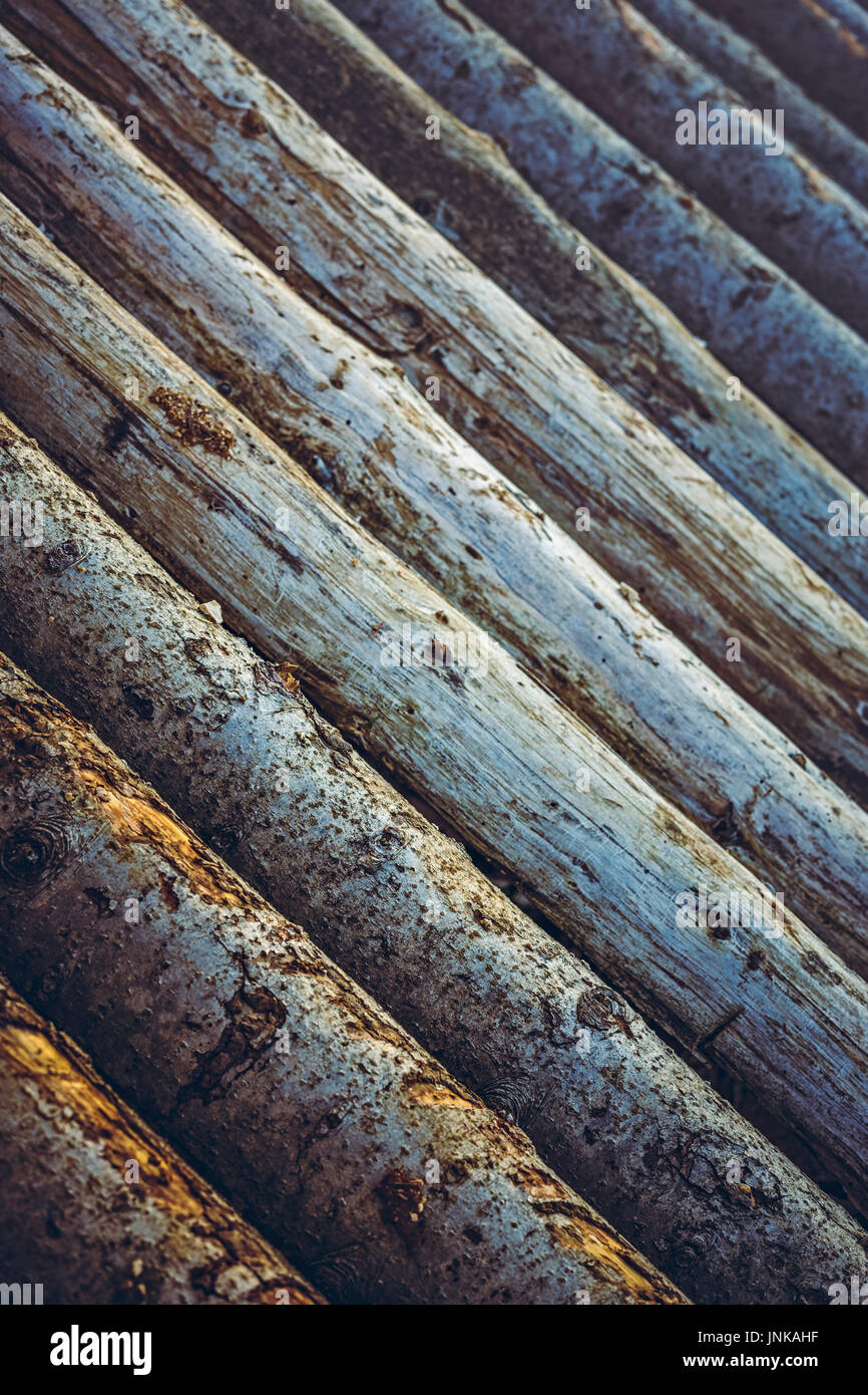 Closeup of aligned barren tree trunks. Stacked firewood pattern. Timber ...