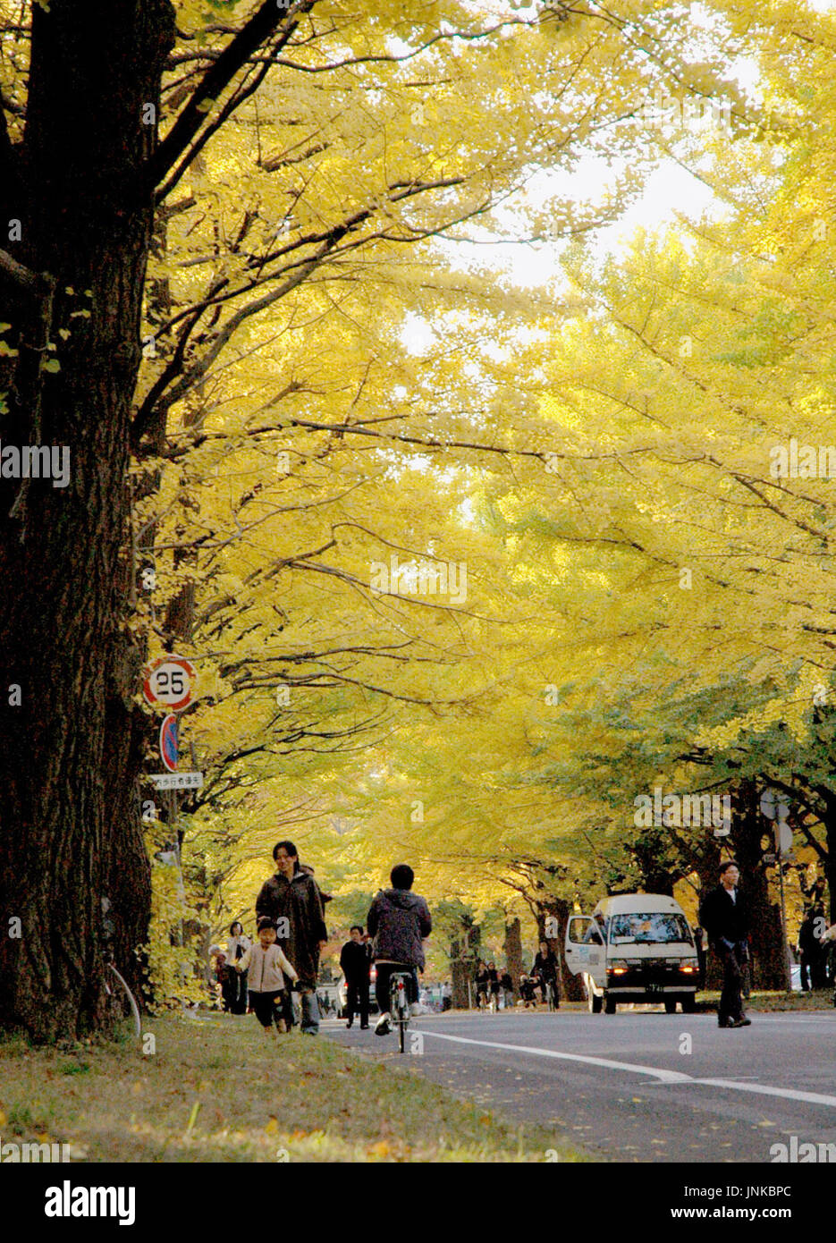 SAPPORO, Japan - A row of gingko trees in the campus of Hokkaido ...