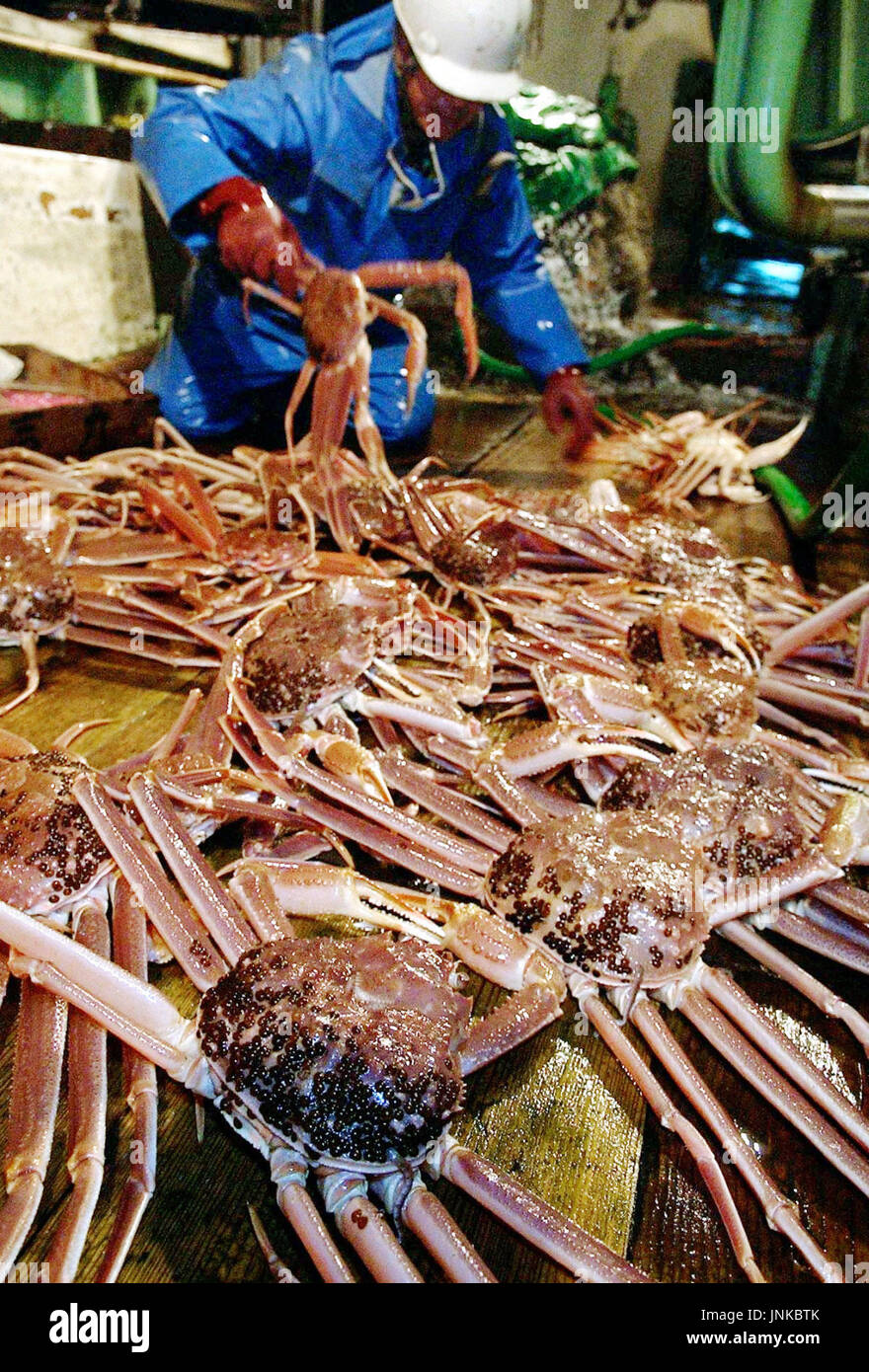 TOYOOKA, Japan - The season's first haul of snow crabs is landed on the ...