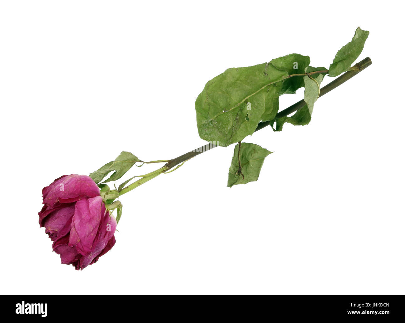 The drying-up dead pink rose flower from a wedding bouquet. Isolated on ...