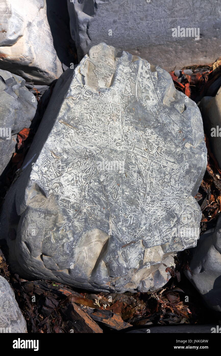 Well weathered limestone block with fossilised tracks exposed on beach ...