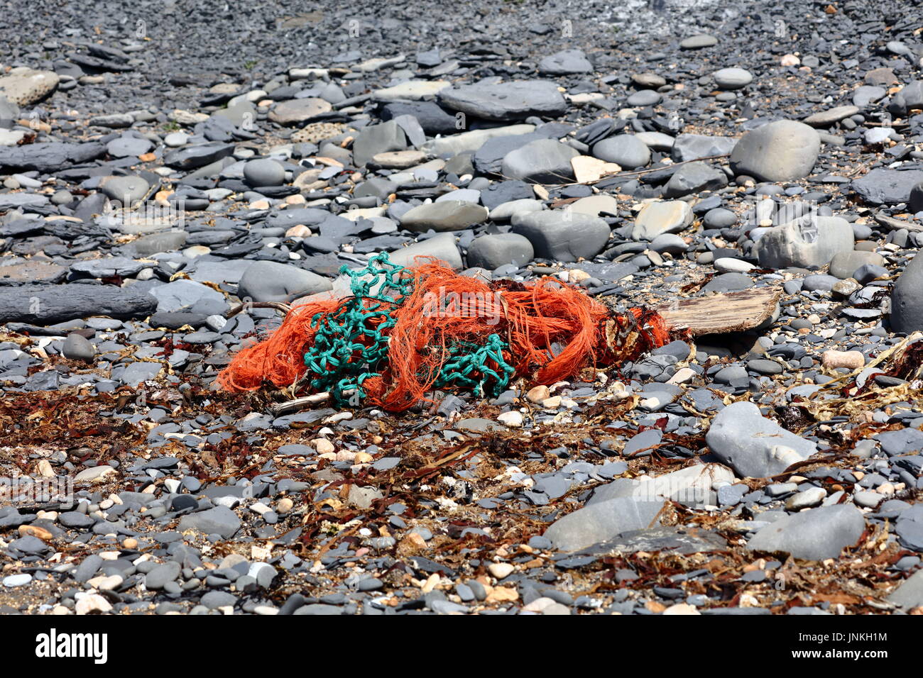 Brightly coloured discarded fishing gear washed ashore amidst kelp ...