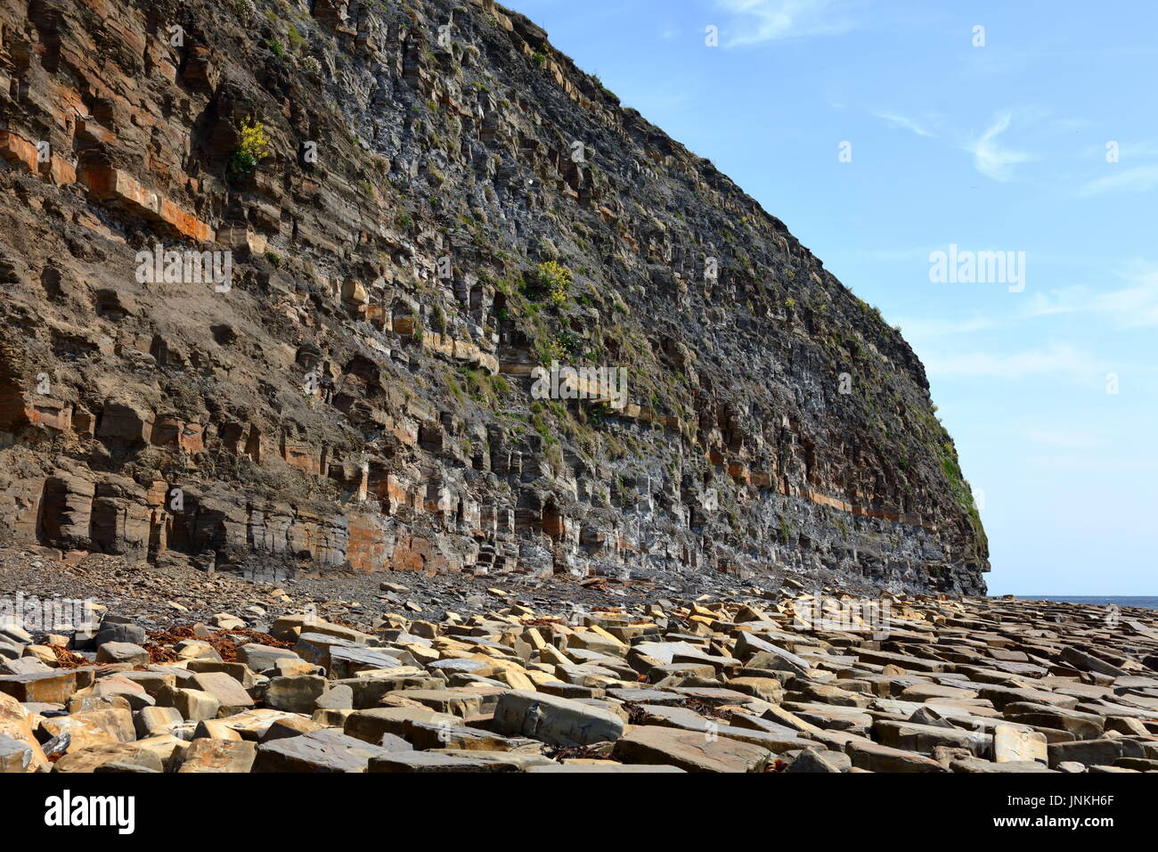 Oil bearing shale cliff face of Jurassic Coast and shoreline strewn ...