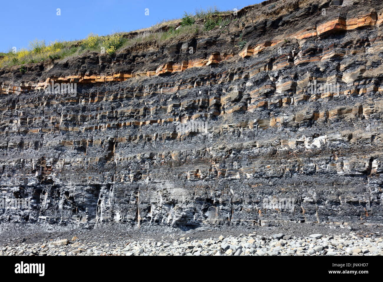 Oil bearing shale cliff face of Jurassic Coast and shoreline at ...