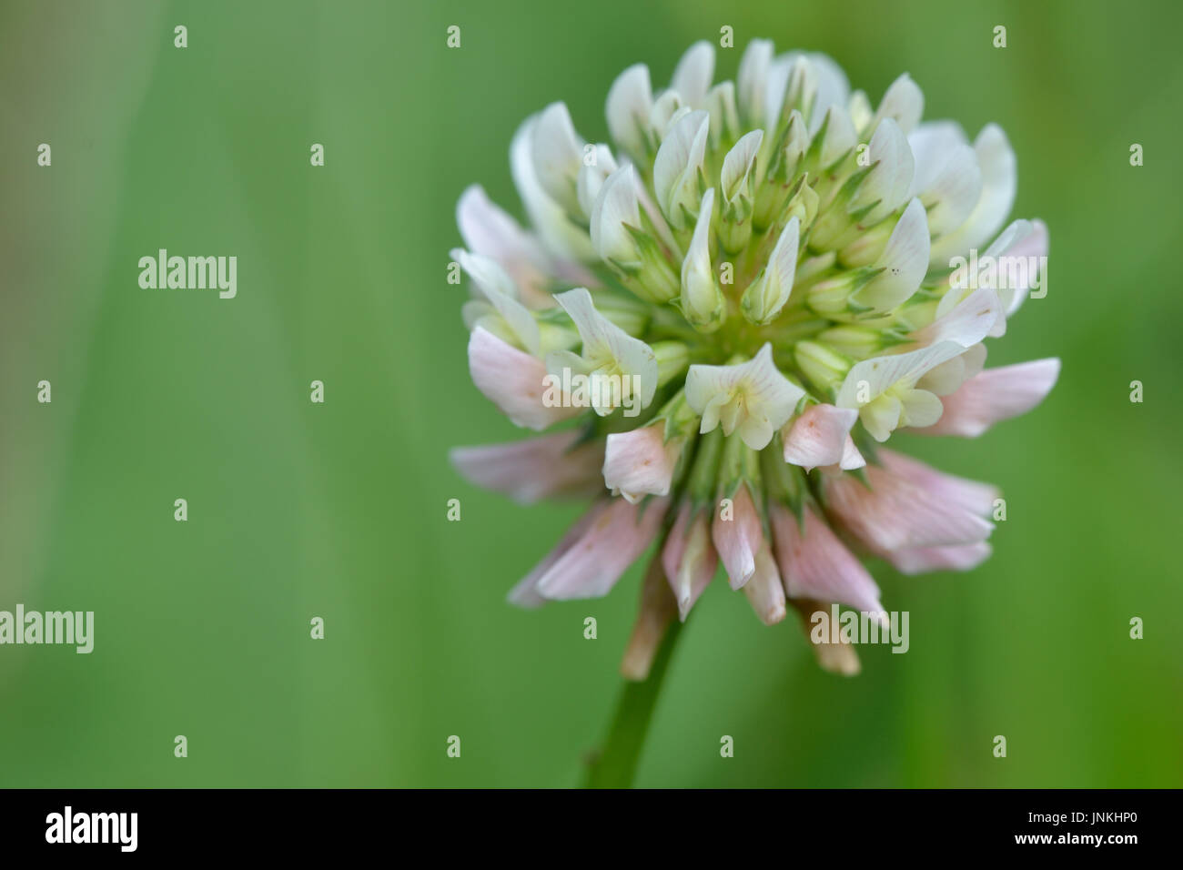 Beauty clover hi-res stock photography and images - Alamy