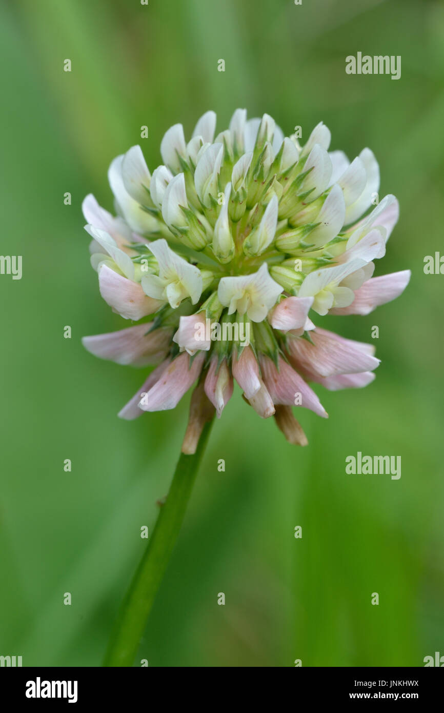 Beauty clover hi-res stock photography and images - Alamy