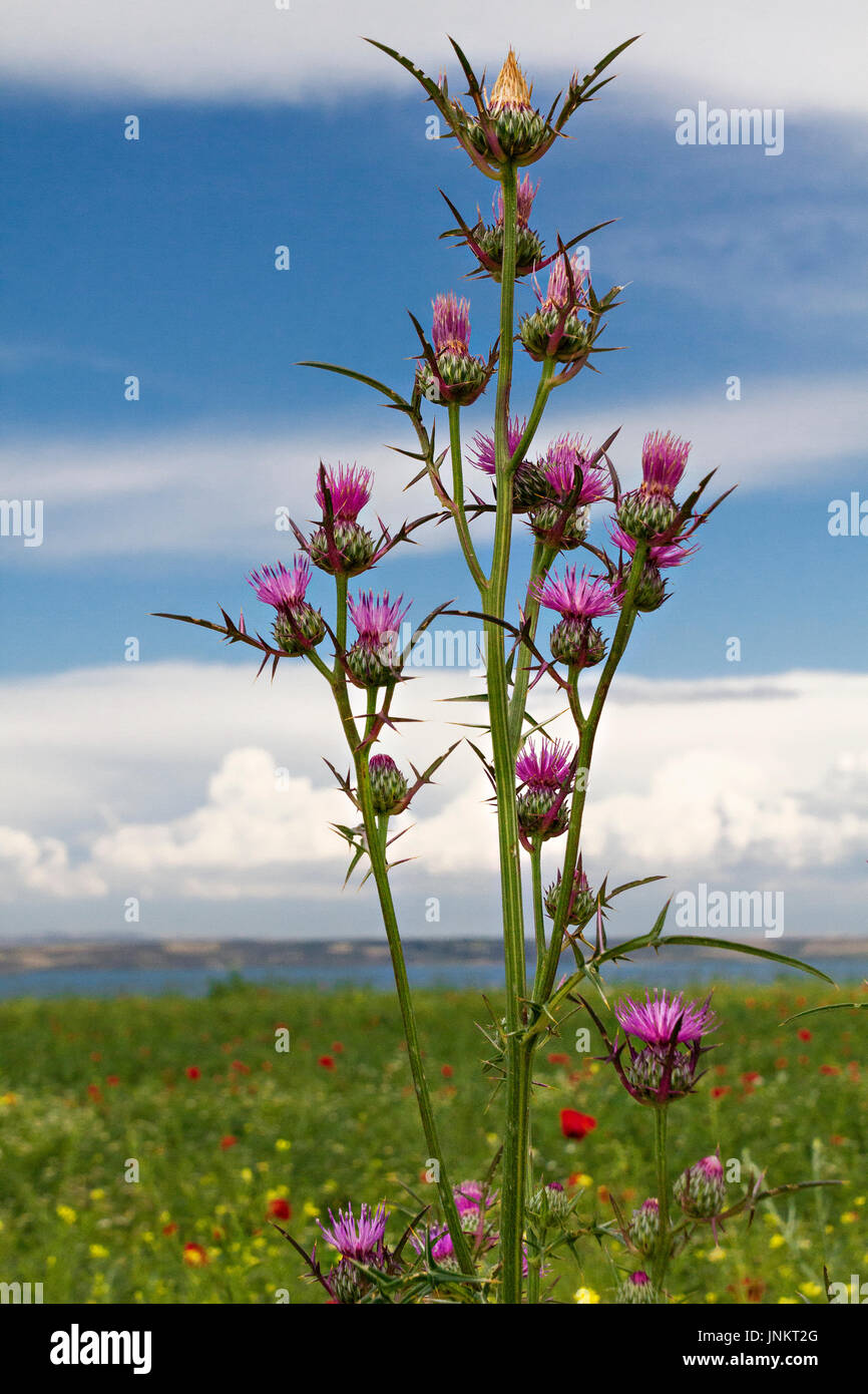 Marsh thistle known also as European swamp thistle, Turkey Stock Photo ...