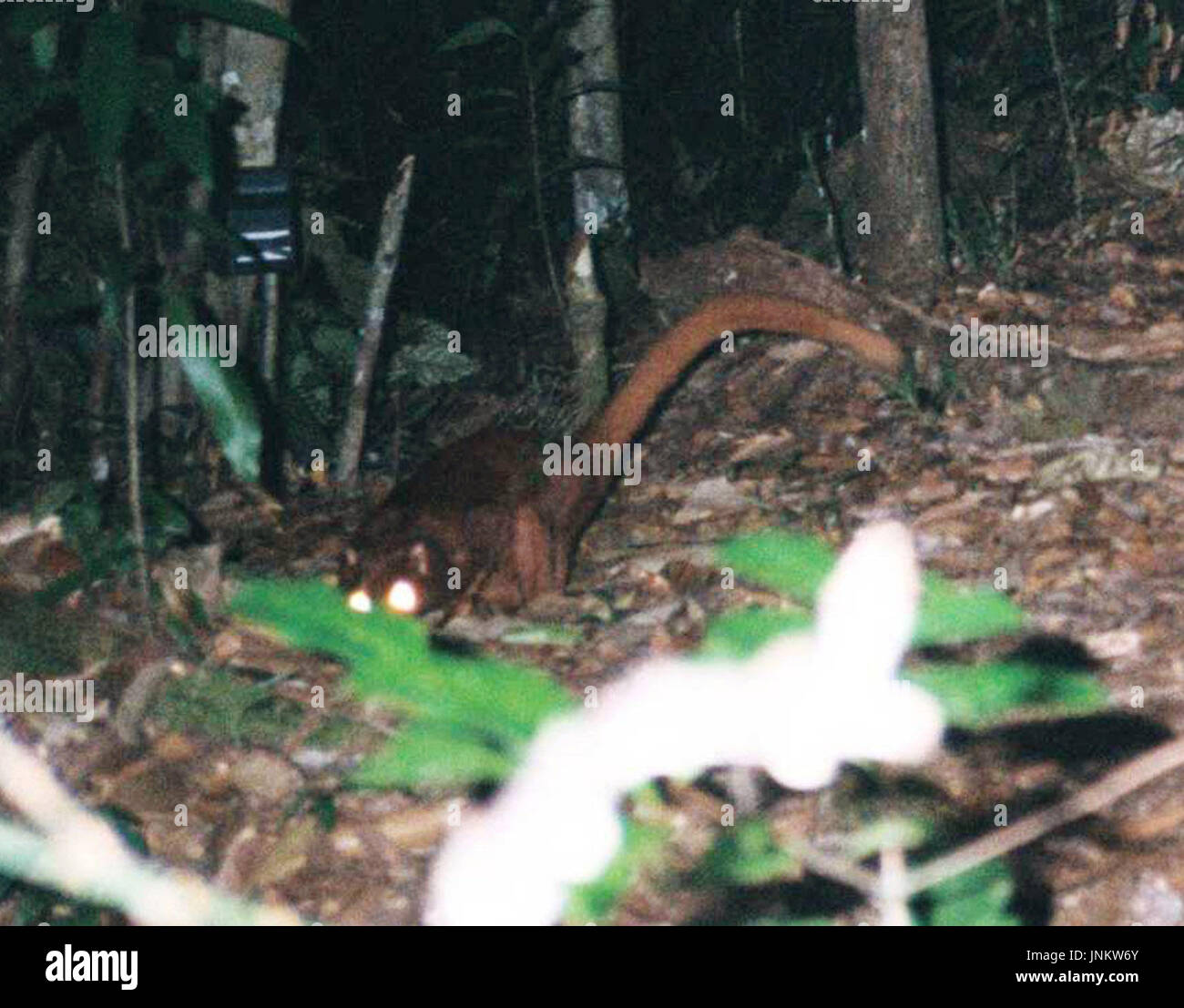 GENEVA, Switzerland - A photo captured on a camera in the Indonesian part of Borneo, known as ...