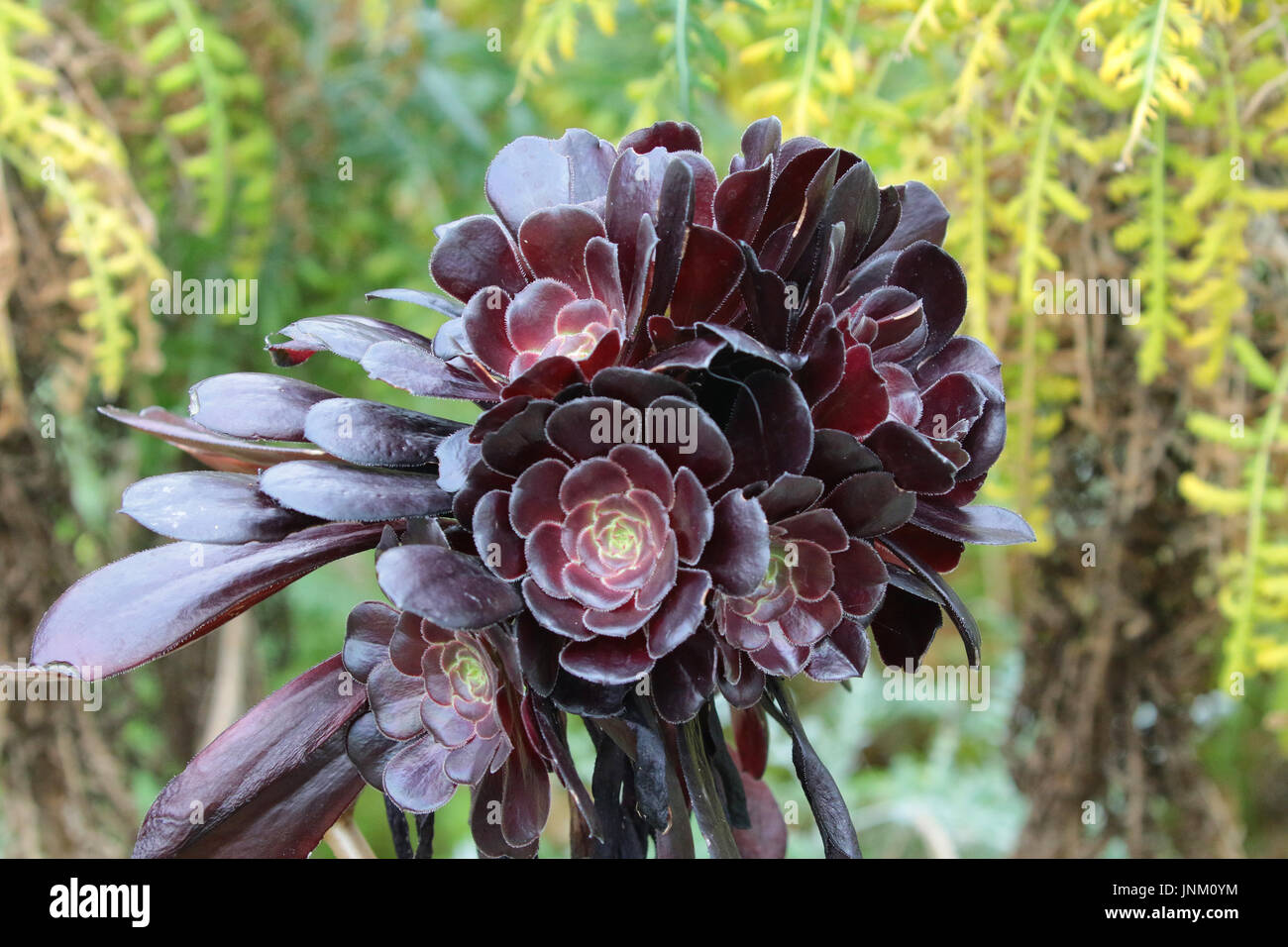 Unusual garden plant Stock Photo - Alamy