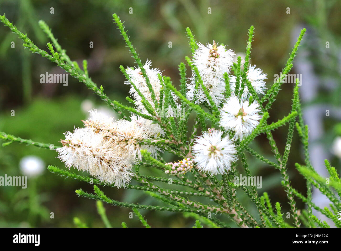 Bottle of flowers hi-res stock photography and images - Alamy