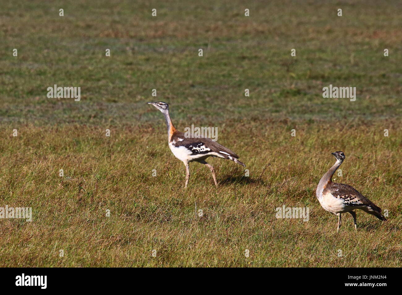 Denham's Bustard, Neotis denhami, Bangweulu Wetlands, Northern Zambia ...