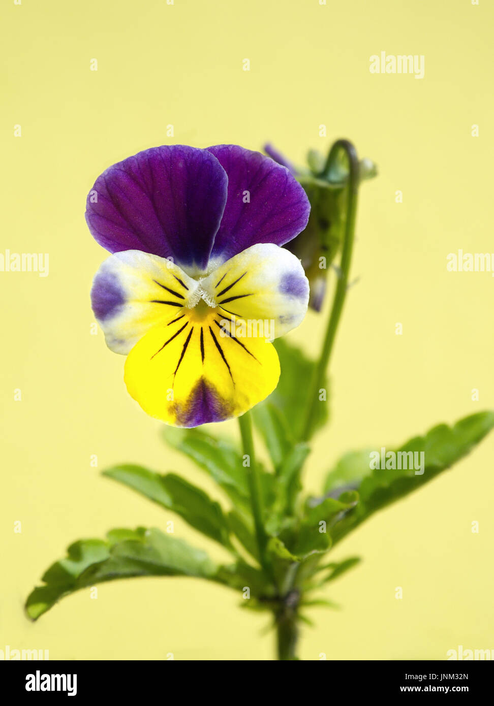 Pansy face hi-res stock photography and images - Alamy