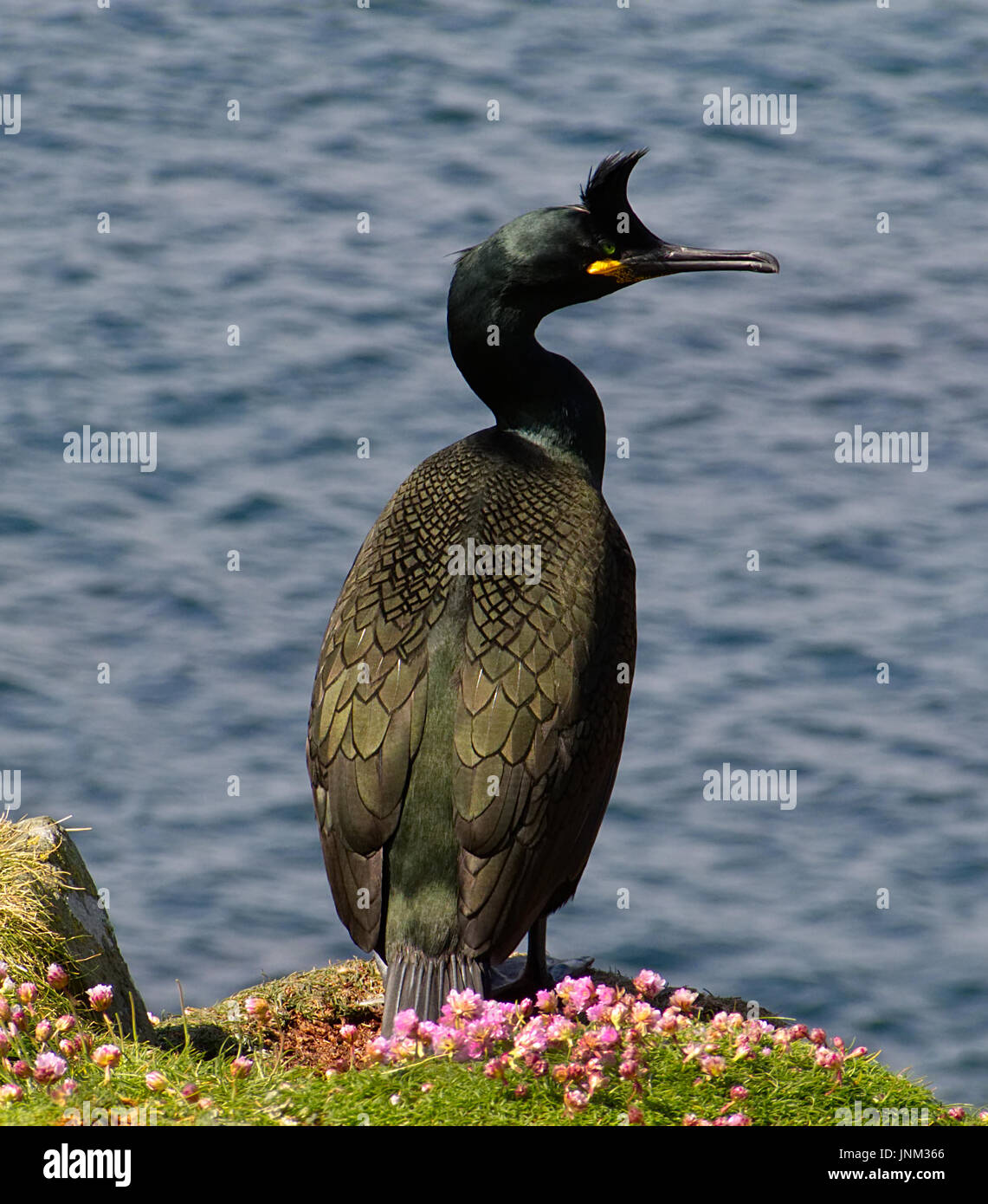 Atlantic shag hi-res stock photography and images - Alamy