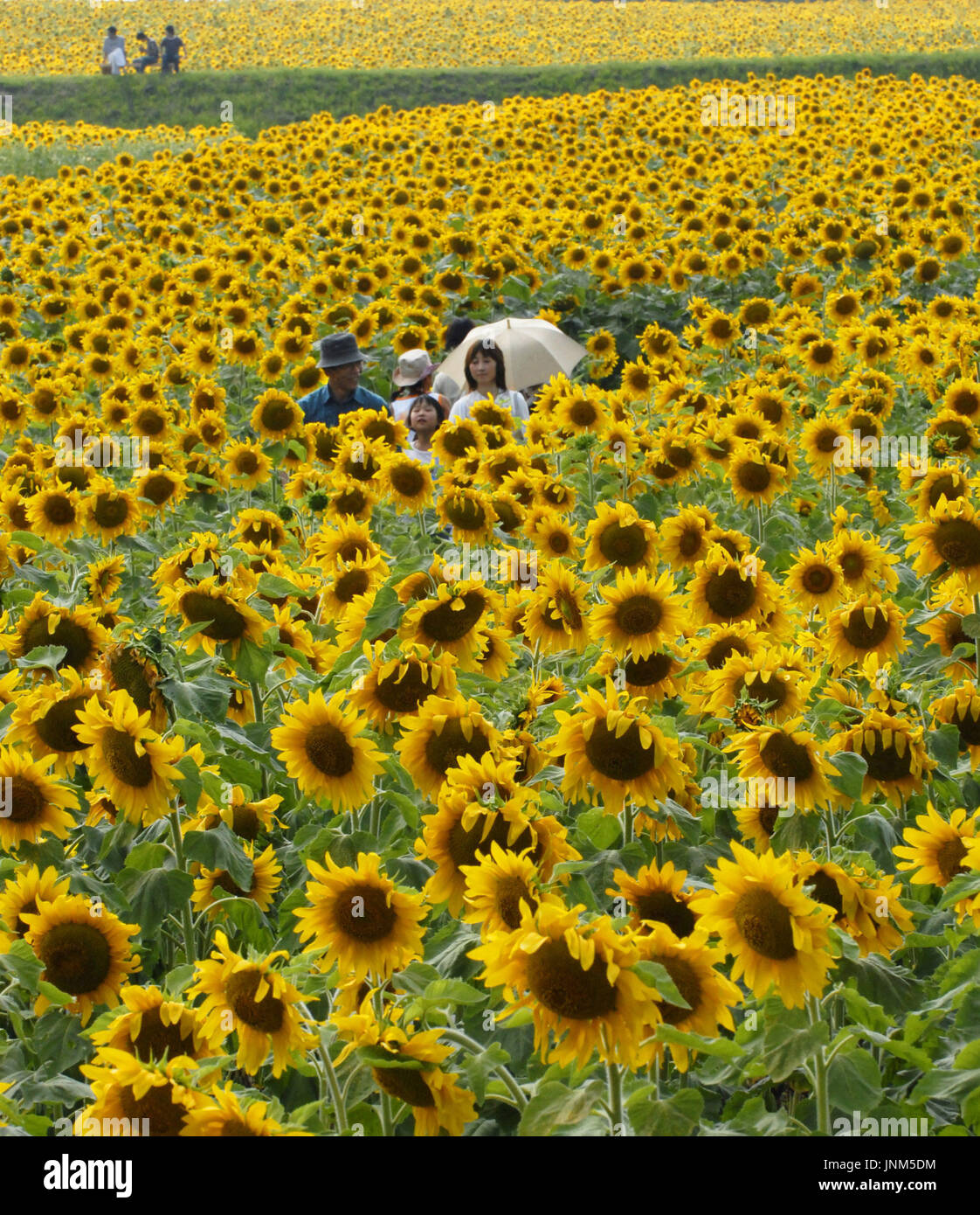 SAPPORO, Japan - Some 1.3 million sunflowers are in full bloom in the ...