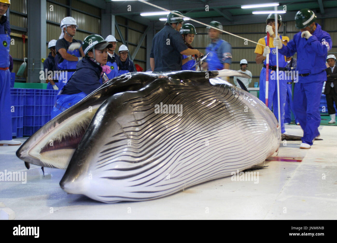 KUSHIRO, Japan - A minke whale is displayed in Kushiro, Hokkaido, on ...