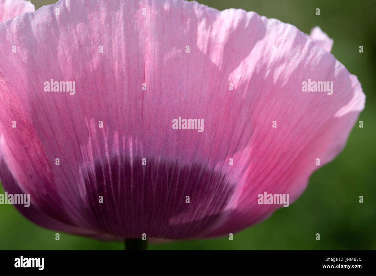 Opium poppy (Papaver somniferum), outside Stock Photo - Alamy