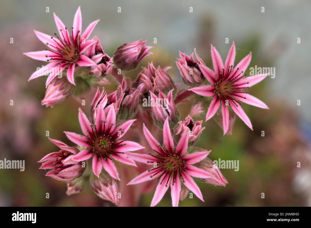 Houseleek flower hi-res stock photography and images - Alamy