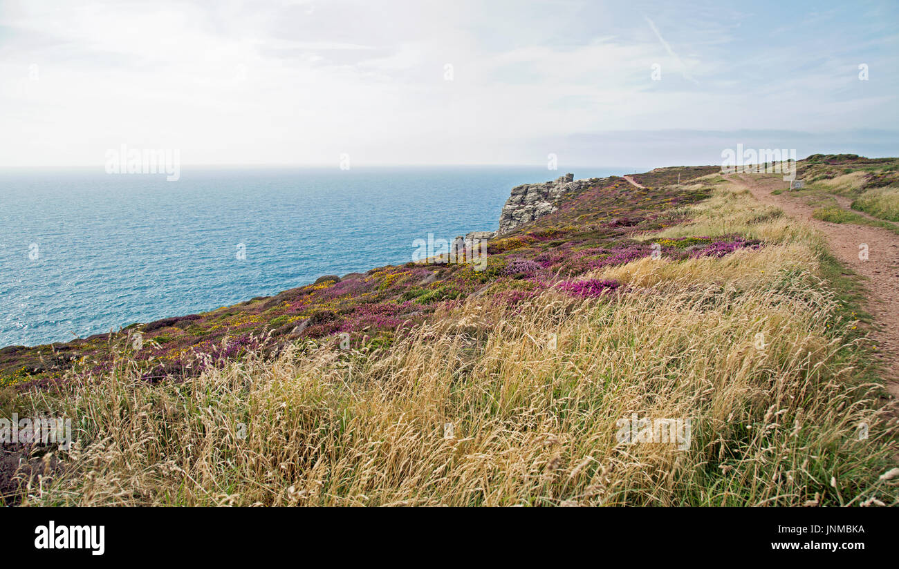 Cornish heather landscape near the Atlantic Ocean Stock Photo - Alamy