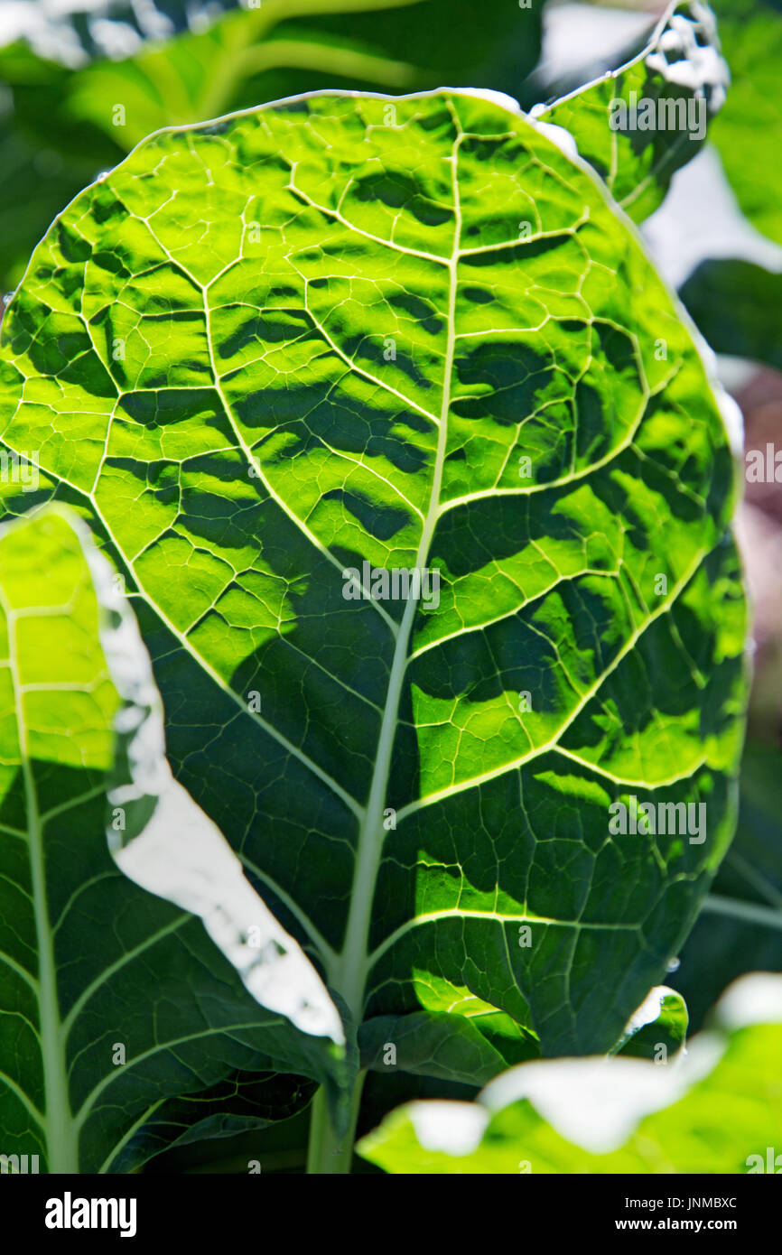 Cabbage leaf with sun shining through emphasising crinkly texture Stock ...