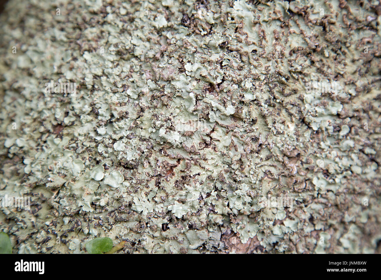 Lichen backdrop hi-res stock photography and images - Alamy