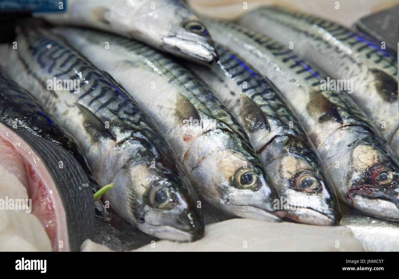 Row of fish in a shop window Stock Photo - Alamy