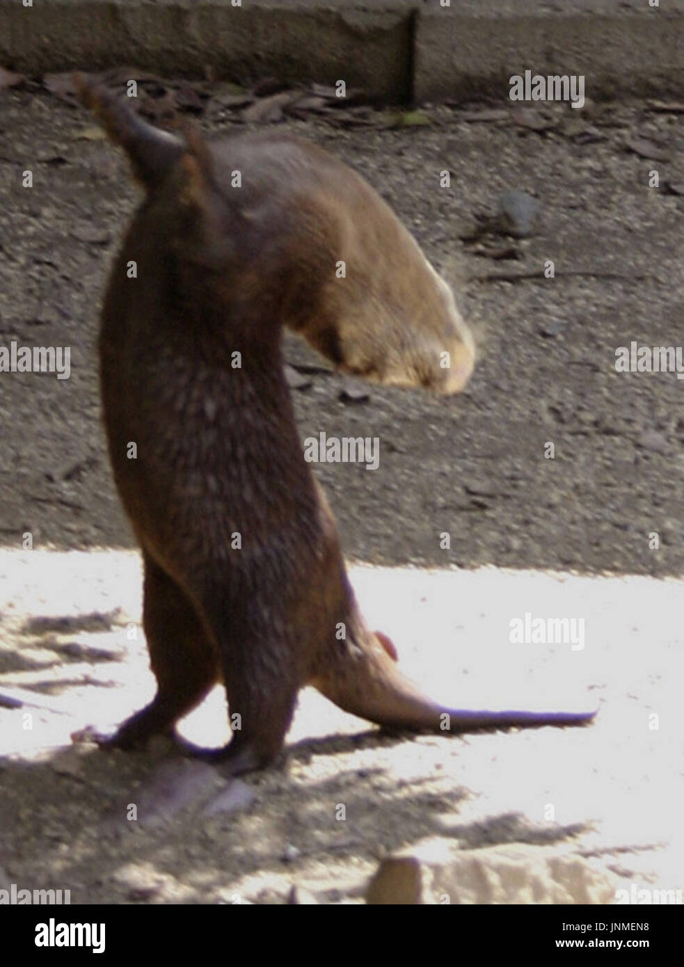 KONAN, Japan - An otter ''performs'' a figure skating technique of Ina ...
