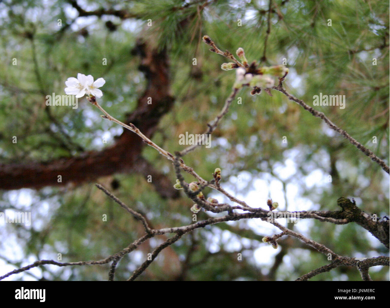 KOCHI, Japan - Cherry trees in the compound of Kochi Castle in Kochi ...