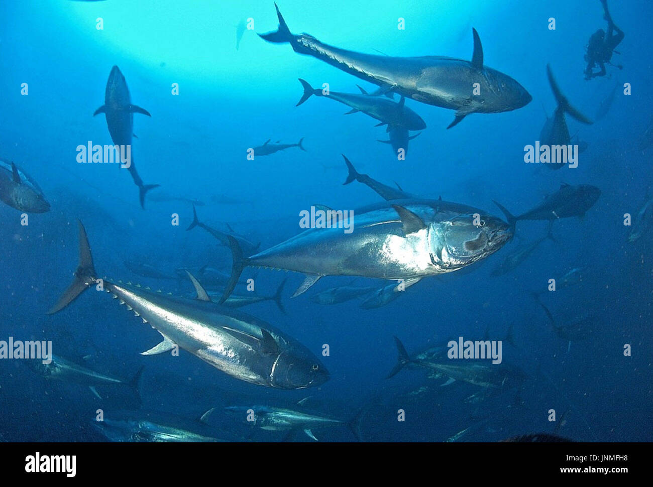 TOKYO, Japan - Undated photo taken by Simon Cripps, director of WWF's ...