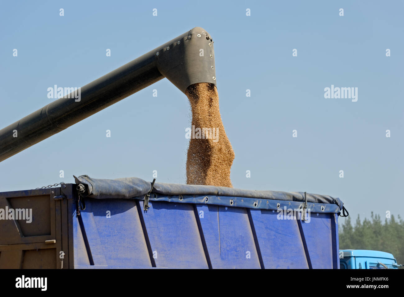 Combine harvester load wheat in the truck at the time of harvest in a ...